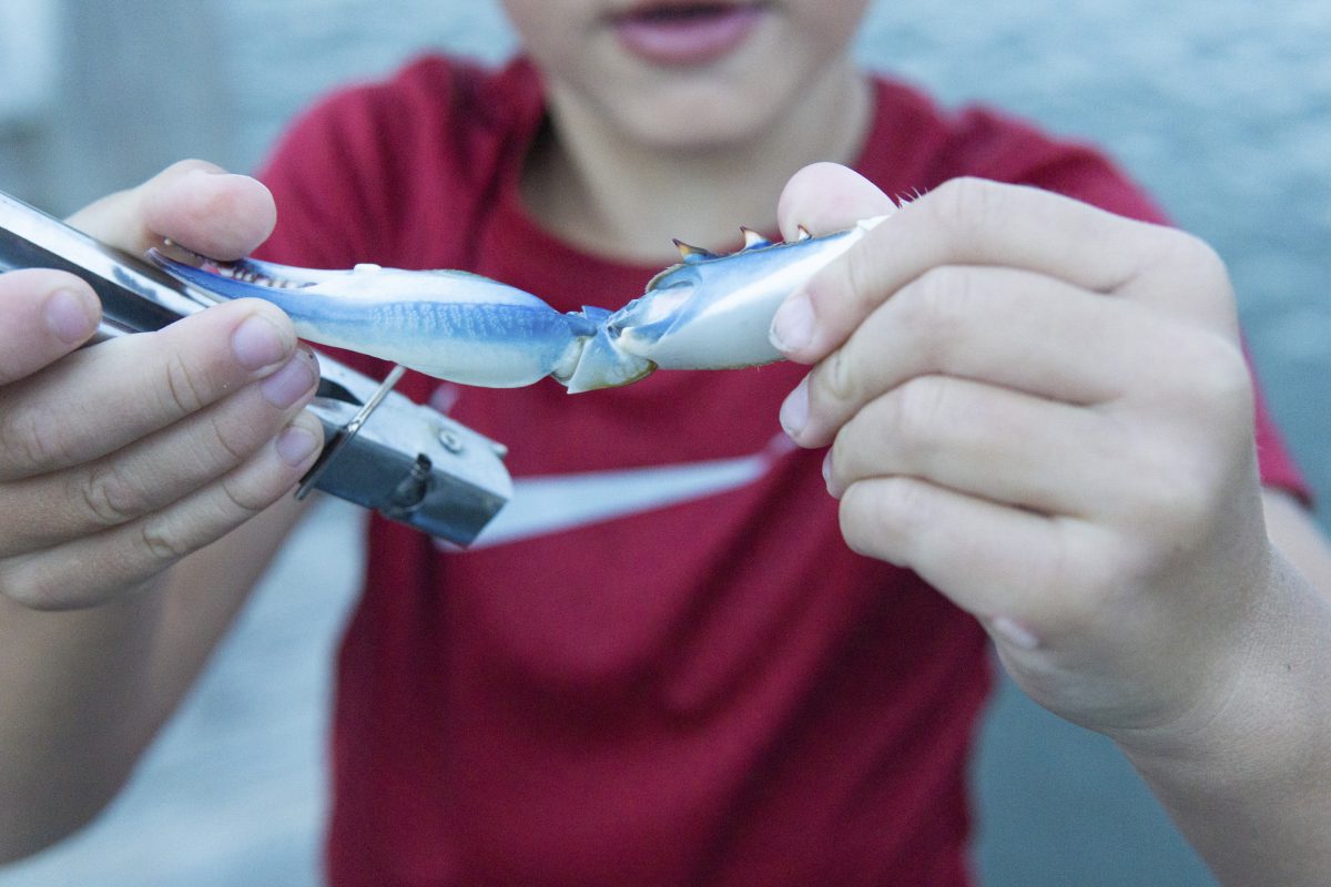 Maryland Crabs: A Guide to the East Coast’s Essential Summer Feast