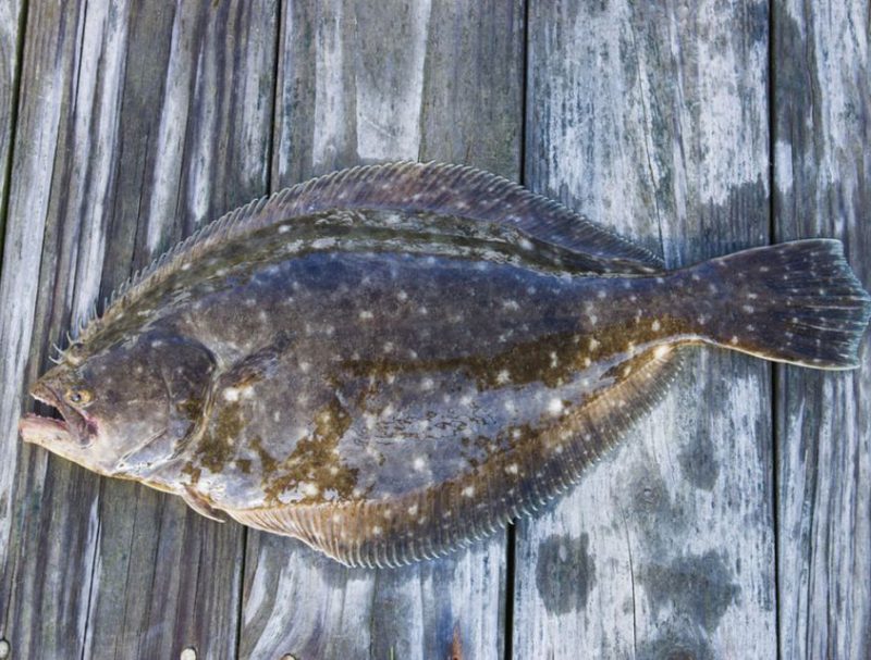 What You Need to Know About Fishing in Ocean City Maryland